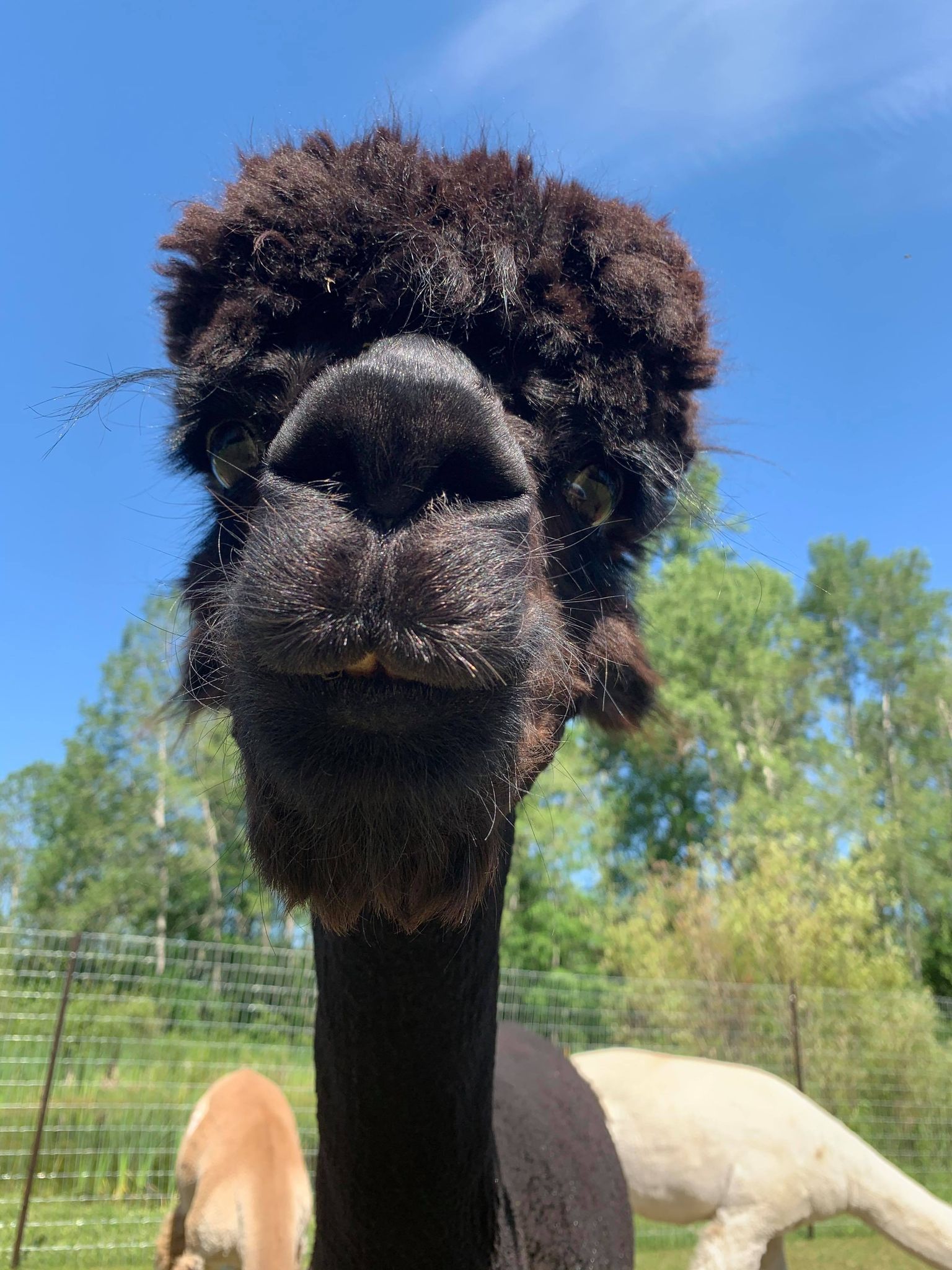 Adopt An Alpaca – Alpaca Ridge Farms