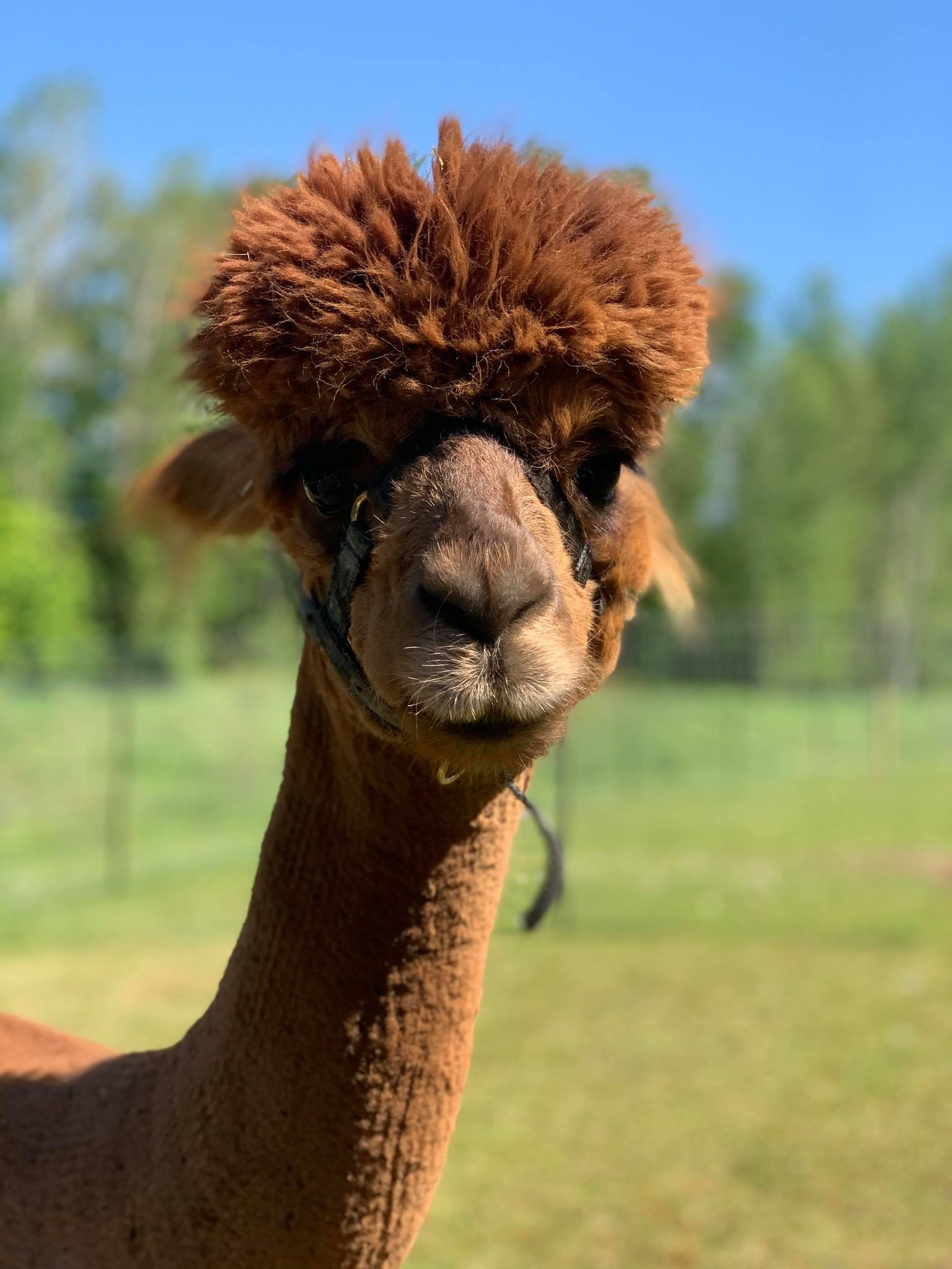 Adopt An Alpaca – Alpaca Ridge Farms