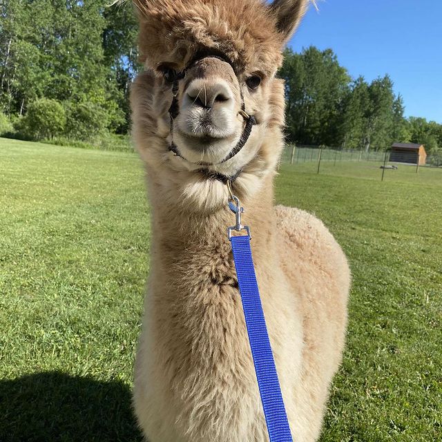 Alpacas Available to Adopt – Alpaca Ridge Farms