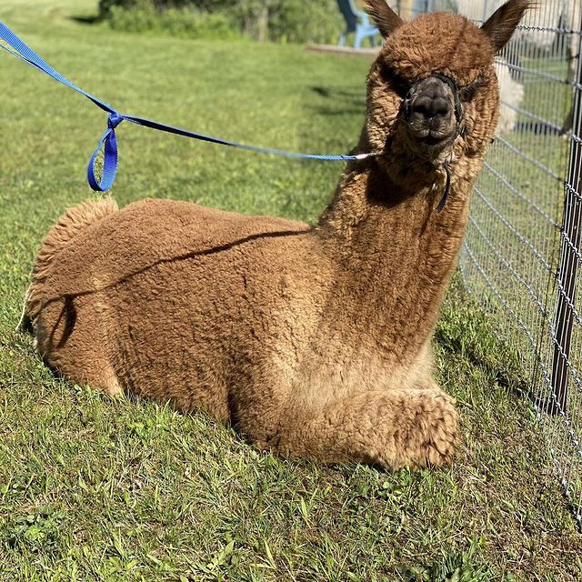 Alpacas Available to Adopt – Alpaca Ridge Farms