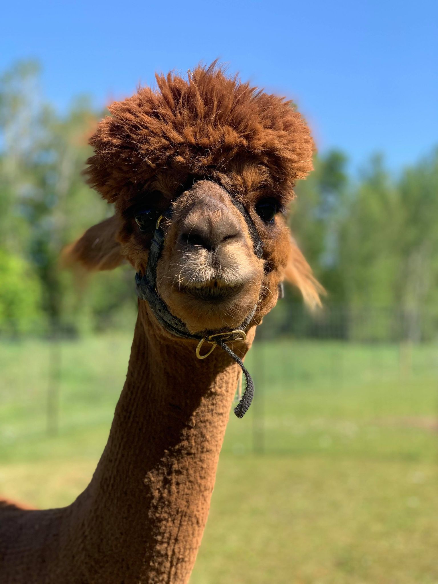 Alpacas Available to Adopt – Alpaca Ridge Farms