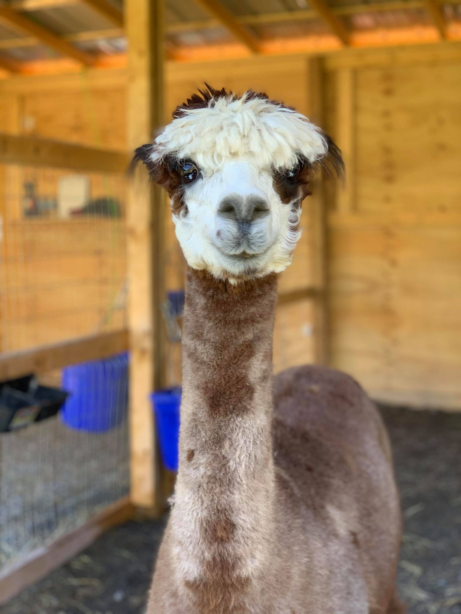 Alpacas Available to Adopt – Alpaca Ridge Farms