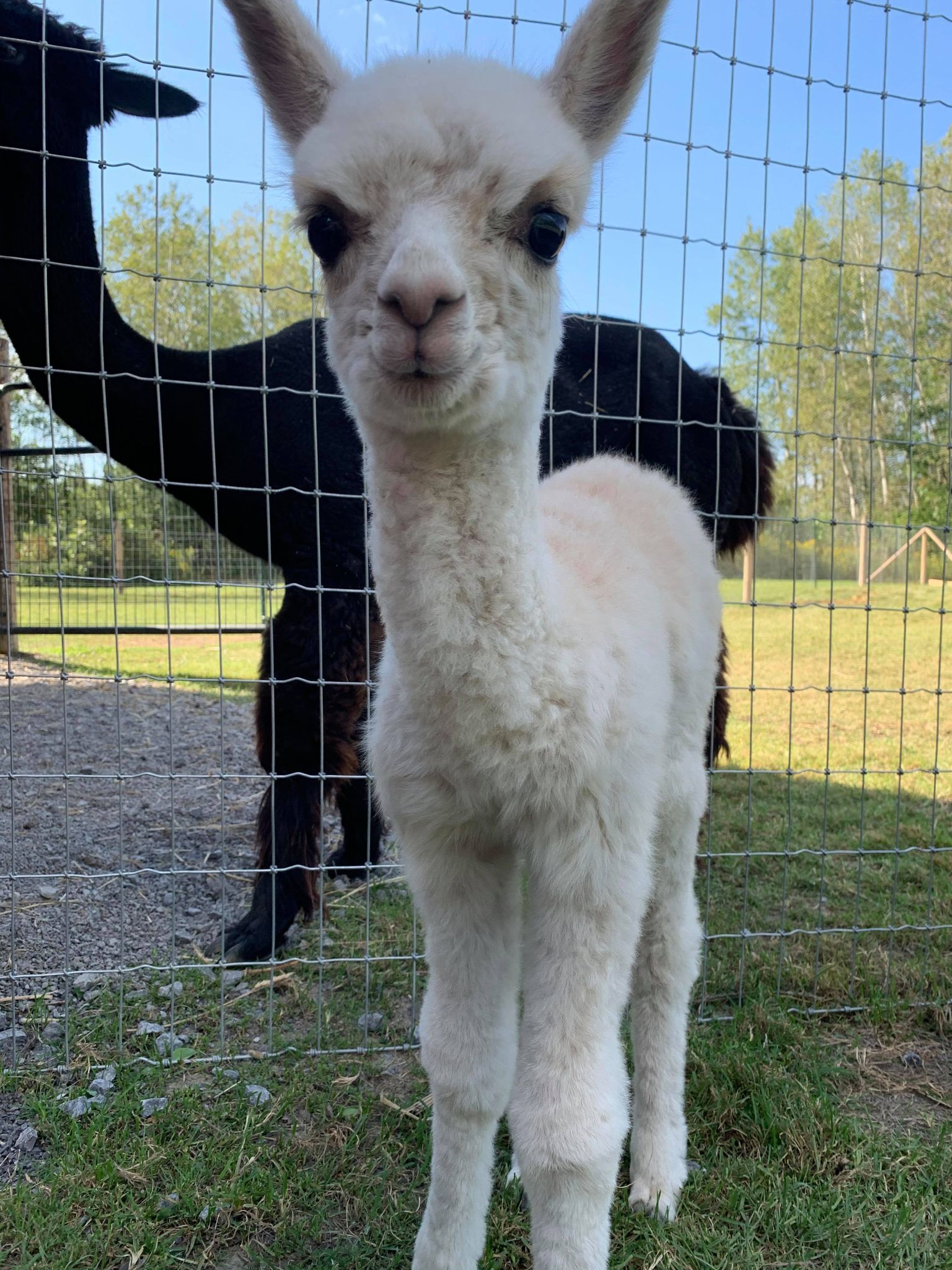 Alpacas Available to Adopt – Alpaca Ridge Farms