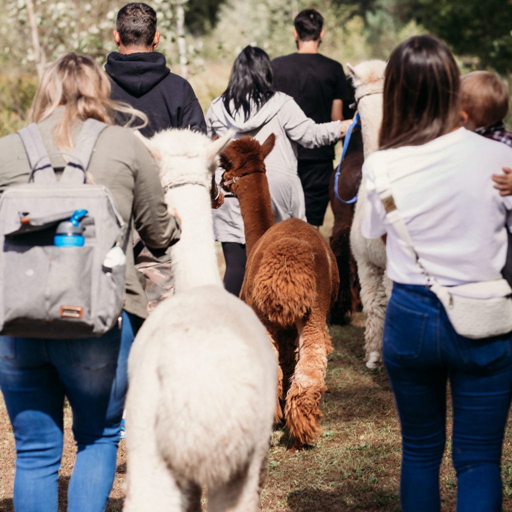 Alpaca Ridge Farms
